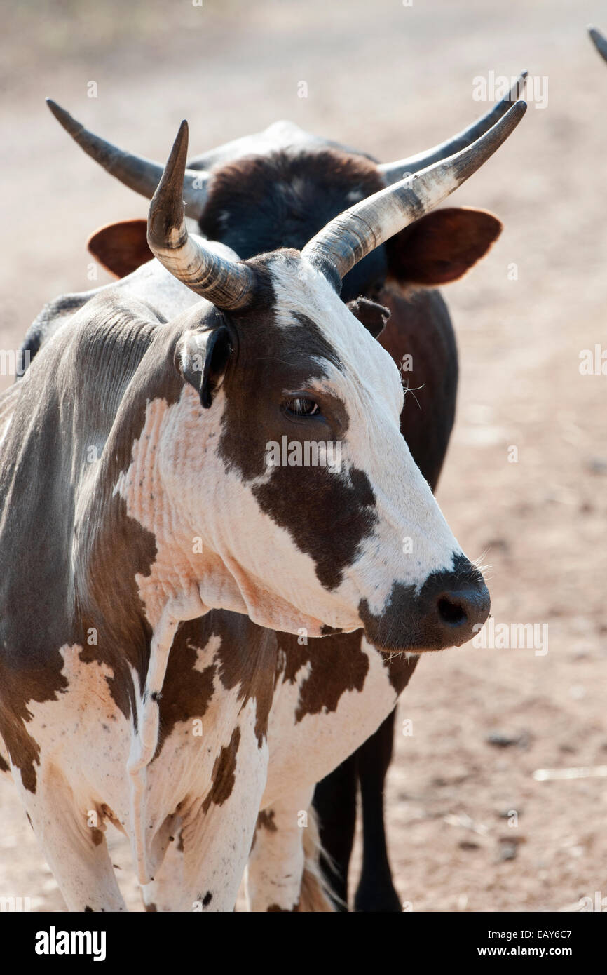 Nguni cattle hi-res stock photography and images - Alamy