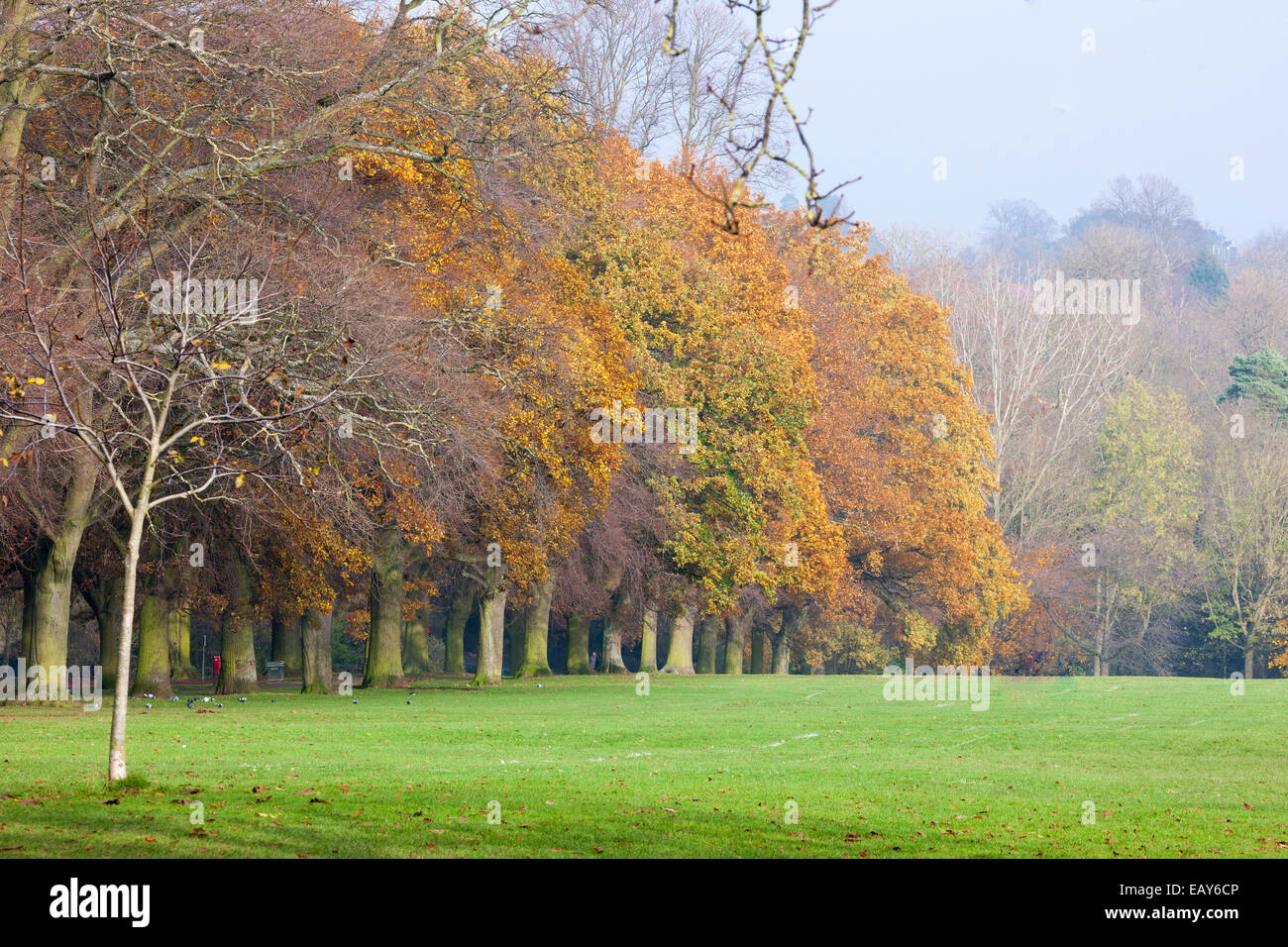 Trees turning Autumn colours in Abington Park Northampton Stock Photo ...