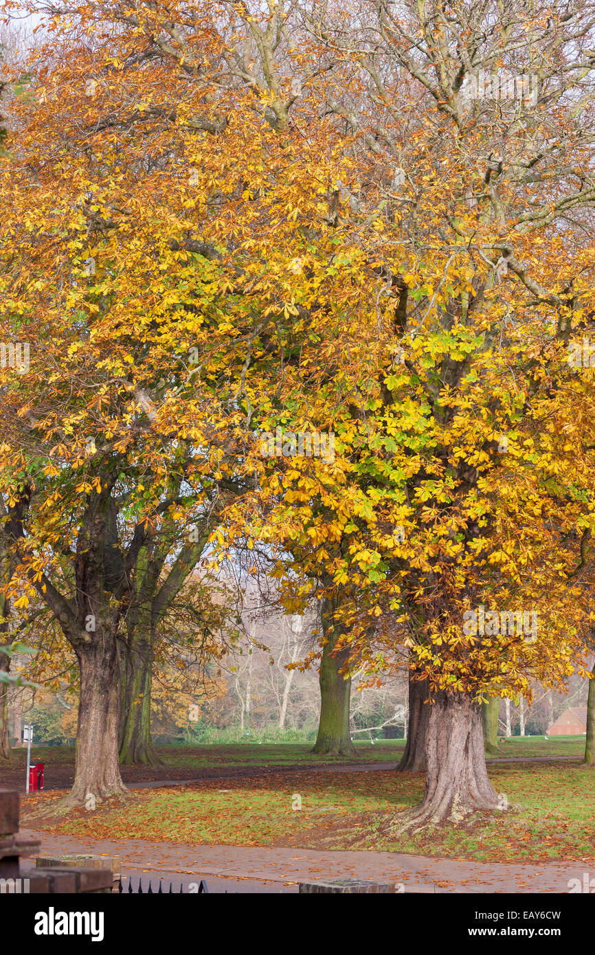 Trees turning Autumn colours in Abington Park Northampton Stock Photo ...