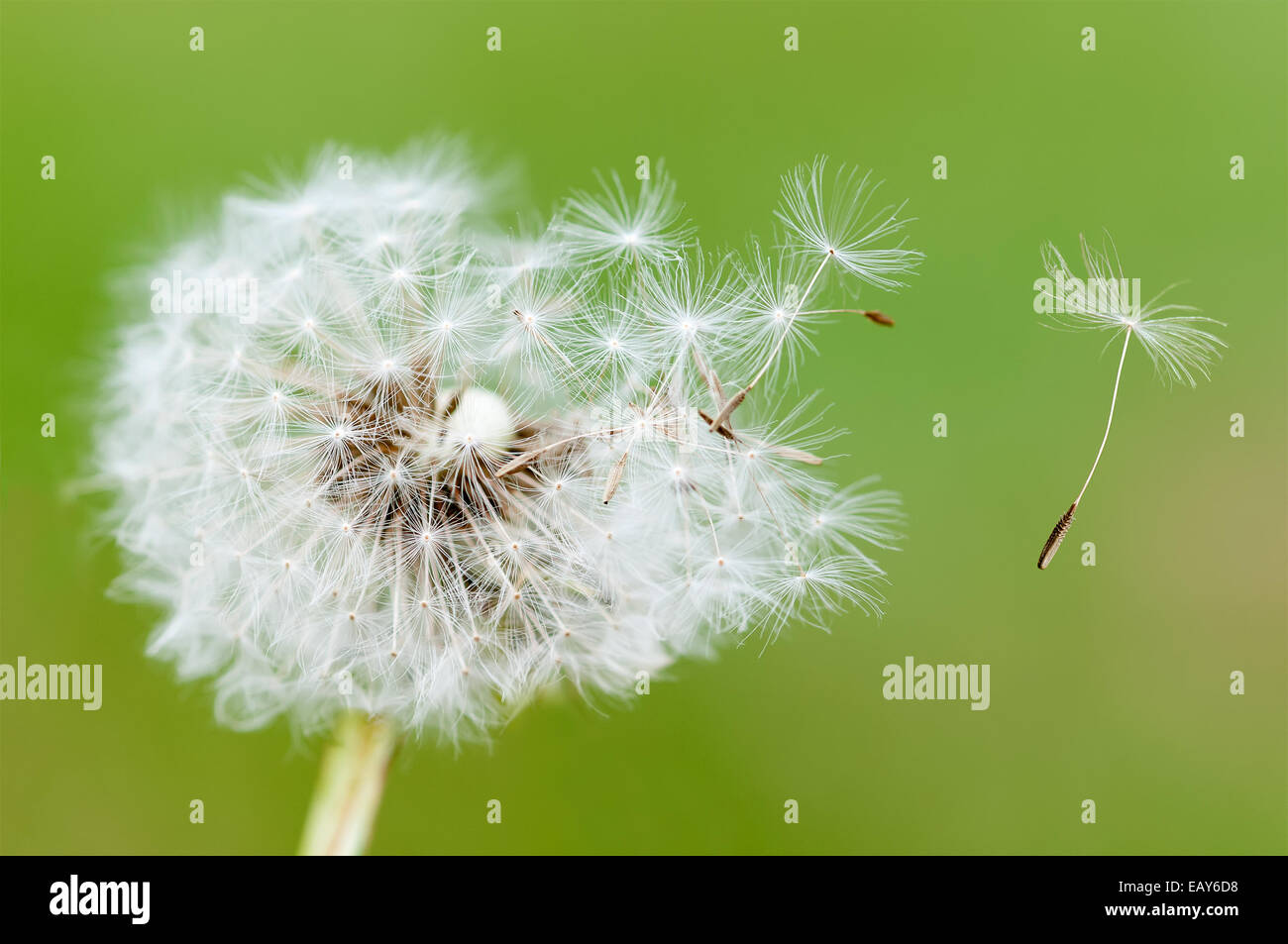 Dandelion seeds background hi-res stock photography and images - Alamy