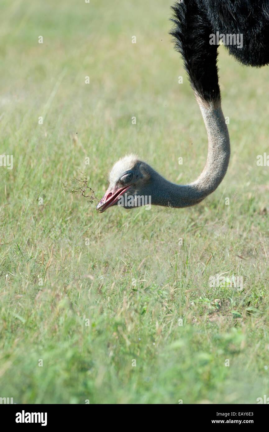 Ostrich feet zimbabwe hi-res stock photography and images - Alamy