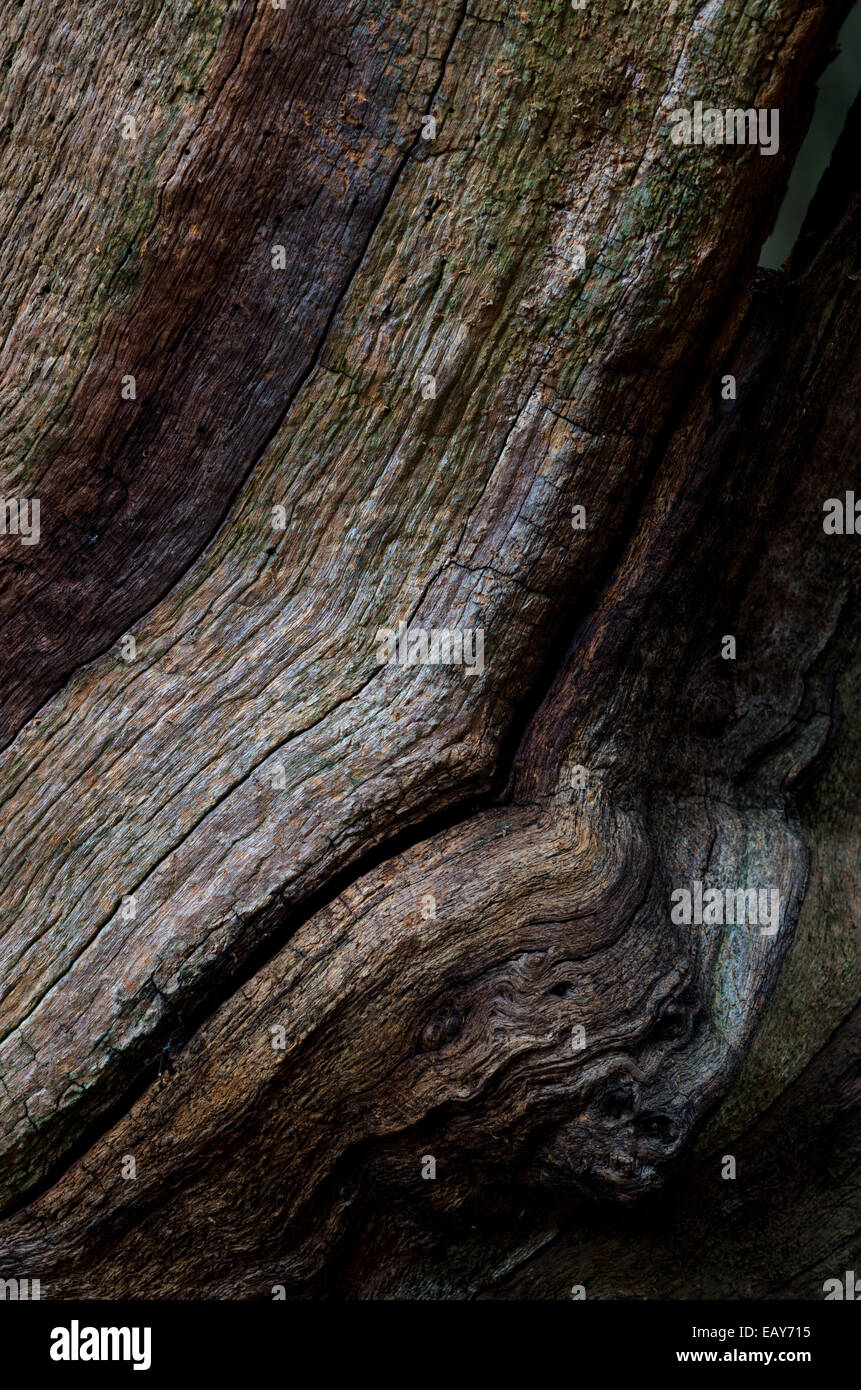 Dead tree bark hi-res stock photography and images - Alamy