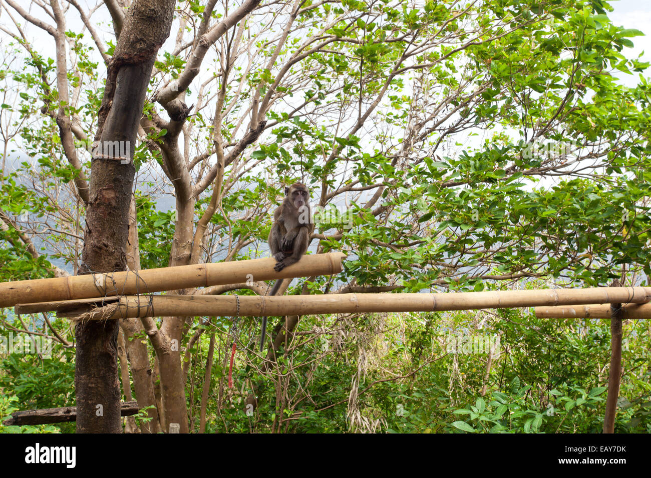 Mankey High Resolution Stock Photography and Images - Alamy