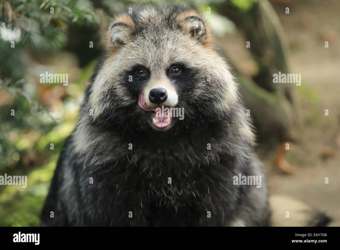 Racoon, Wildlife, Animal Stock Photo - Alamy