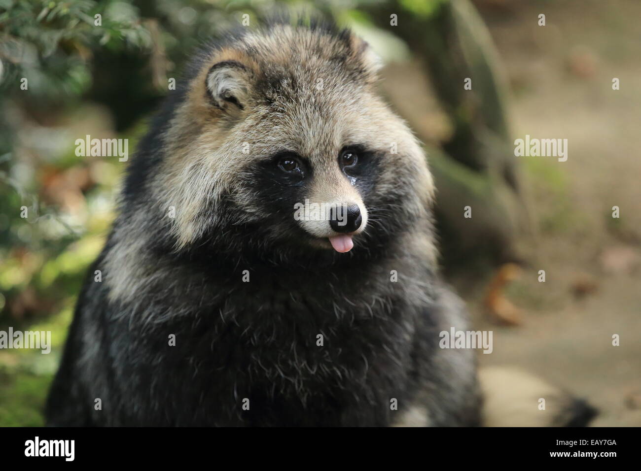 Racoon, Wildlife, Animal Stock Photo - Alamy