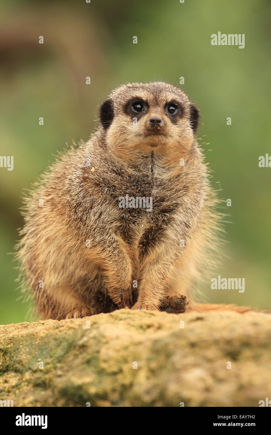 Meerkat, Wildlife, Animal Stock Photo - Alamy