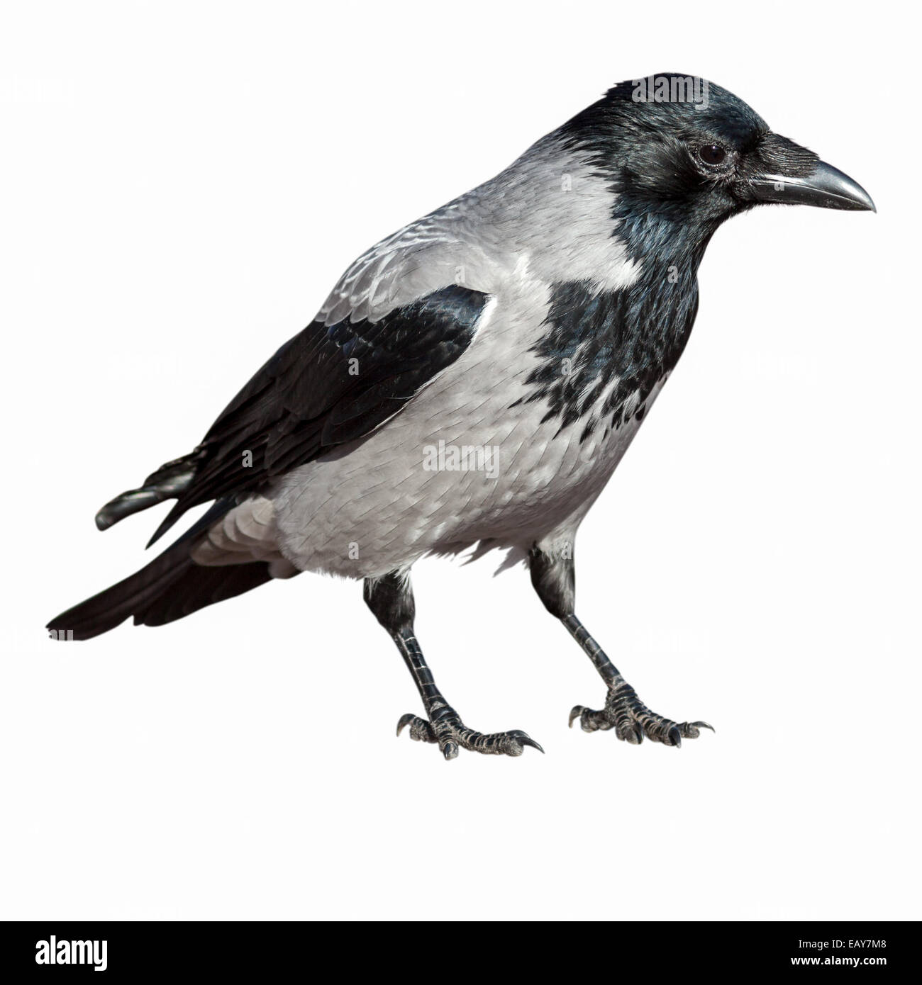 Corbie crow Cut Out Stock Images & Pictures - Alamy