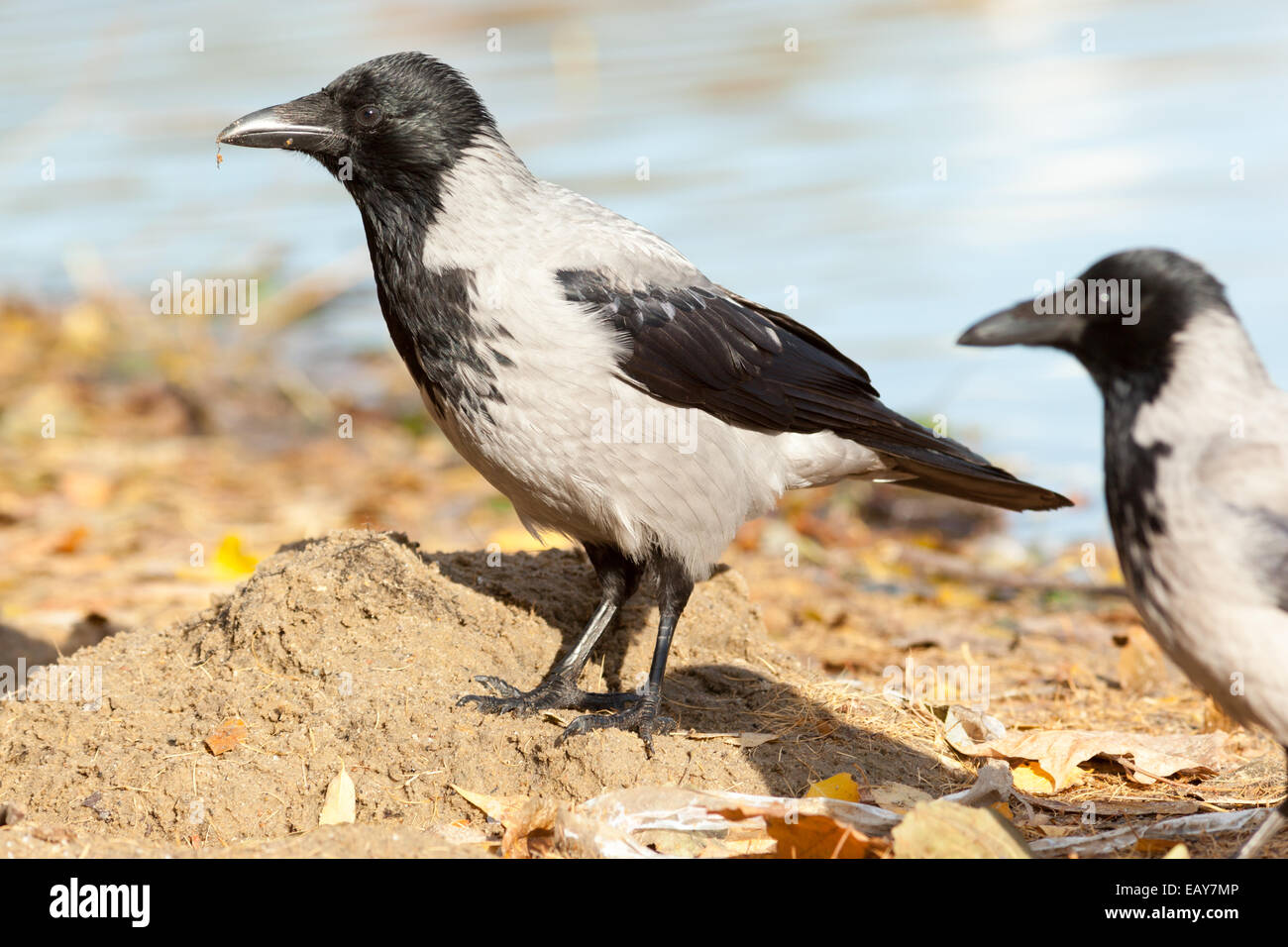 Corvus cornix, Hooded Crow is in the nature Stock Photo - Alamy