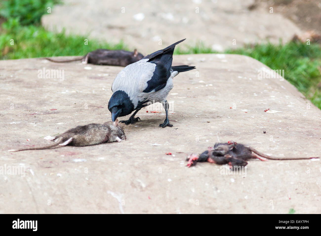 Corvus cornix, Hooded Crow is in the nature Stock Photo - Alamy