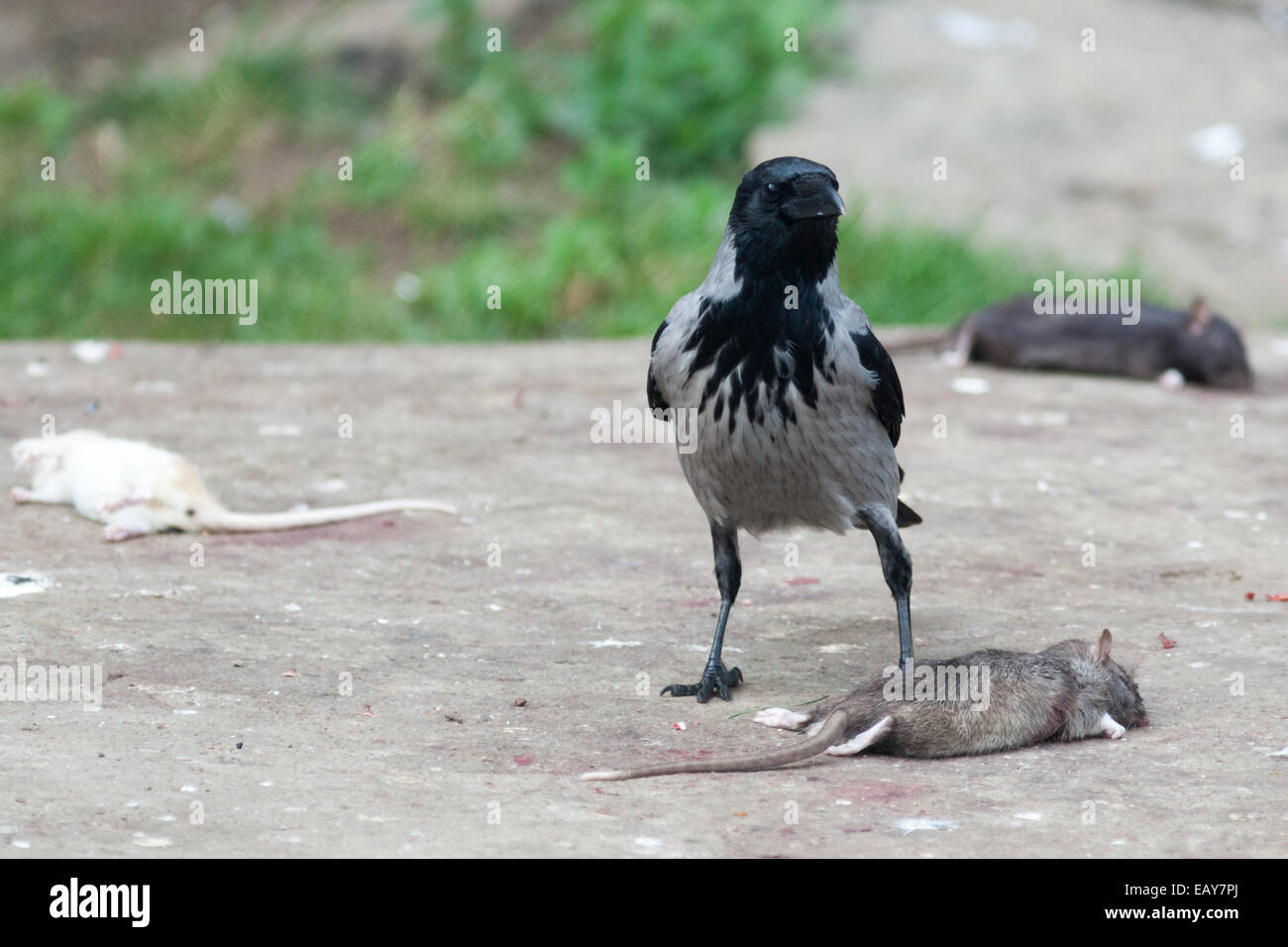 Corvus cornix, Hooded Crow is in the nature Stock Photo - Alamy