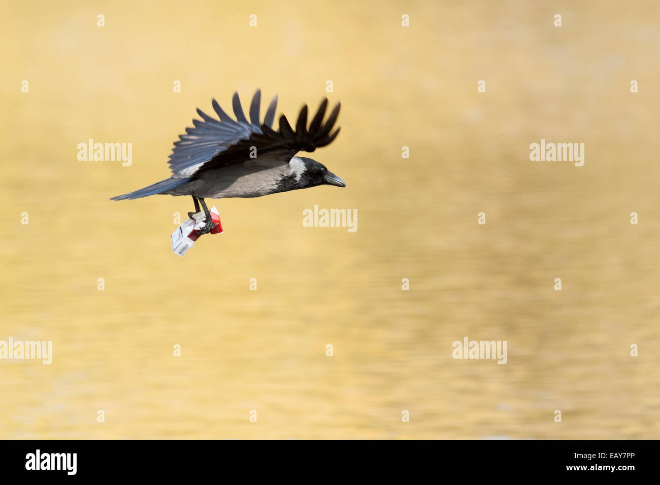 Hooded crow flying in hi-res stock photography and images - Alamy