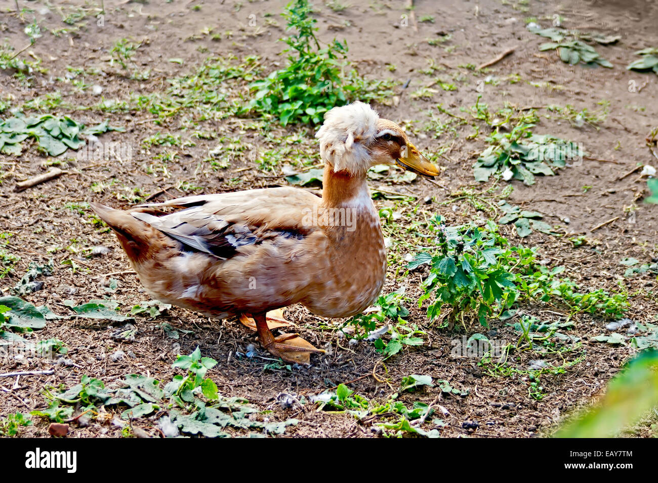 Cayuga duck hi-res stock photography and images - Alamy