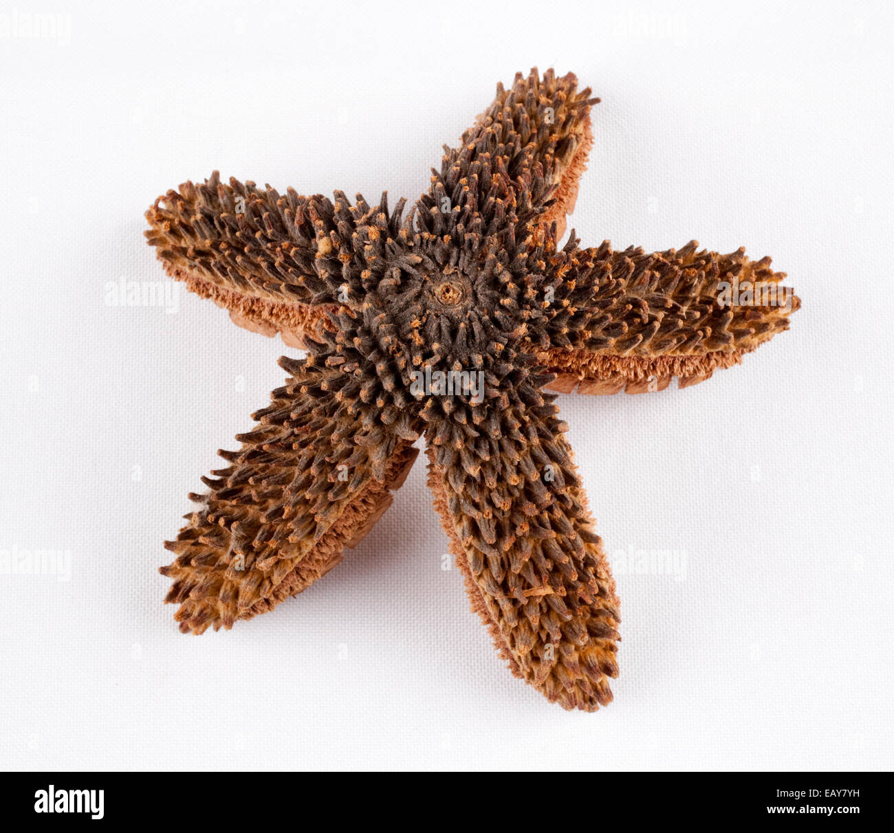 Also known as 'Crows Ash' the Flindersia australis is a rainforest ...