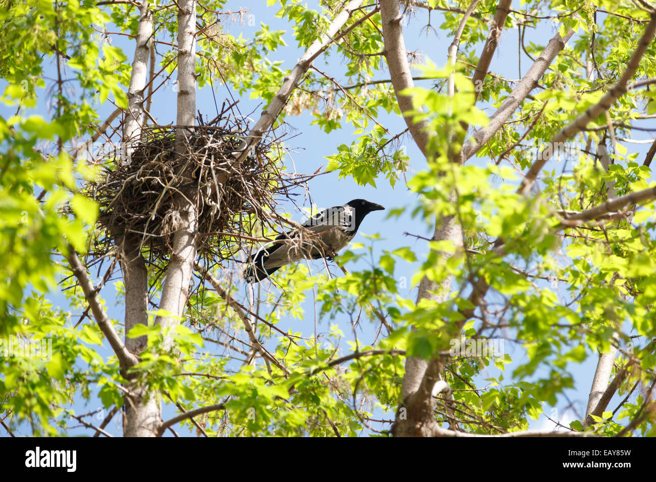 The nest of the Corvus cornix, Hooded Crow. Russia Stock Photo - Alamy