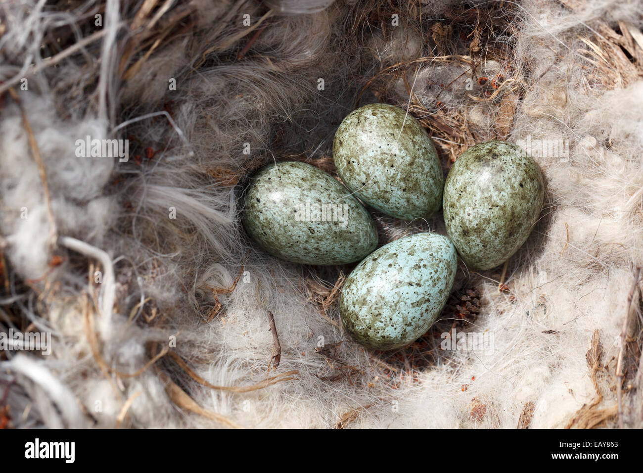 The nest of the Corvus cornix, Hooded Crow. Russia Stock Photo - Alamy