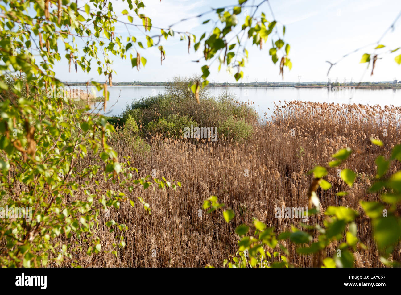 The nest of the Corvus cornix, Hooded Crow. Russia Stock Photo - Alamy