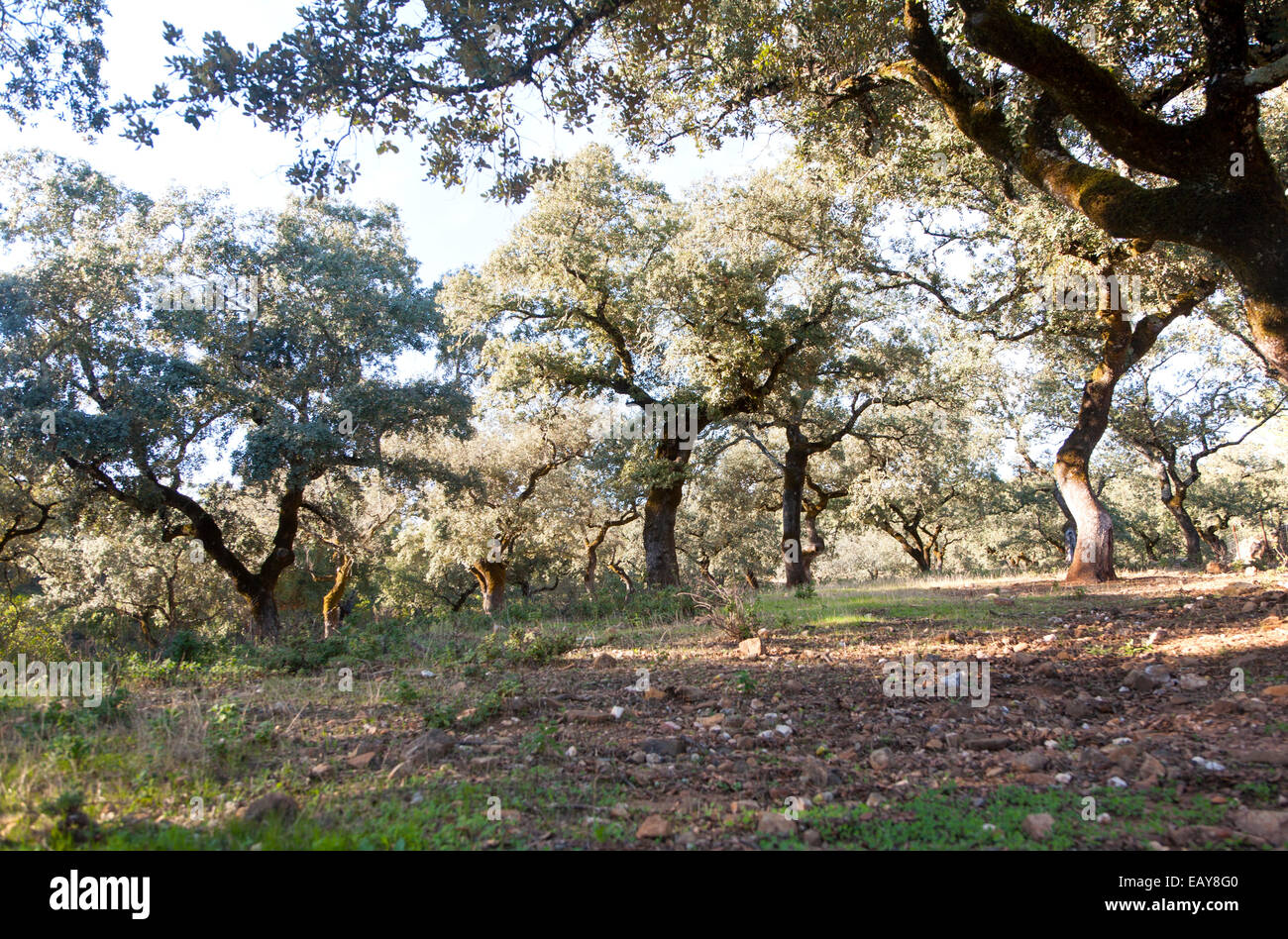 Cork oak trees in Sierra de Aracena, Huelva province, Spain Stock Photo ...