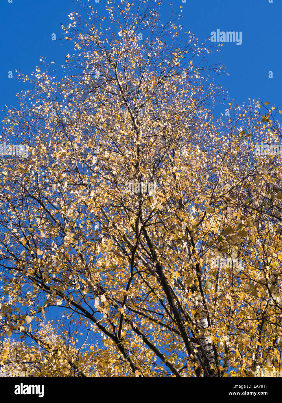 Yellow birch tree, leaves against a blue autumn sky, autumnal scenery ...