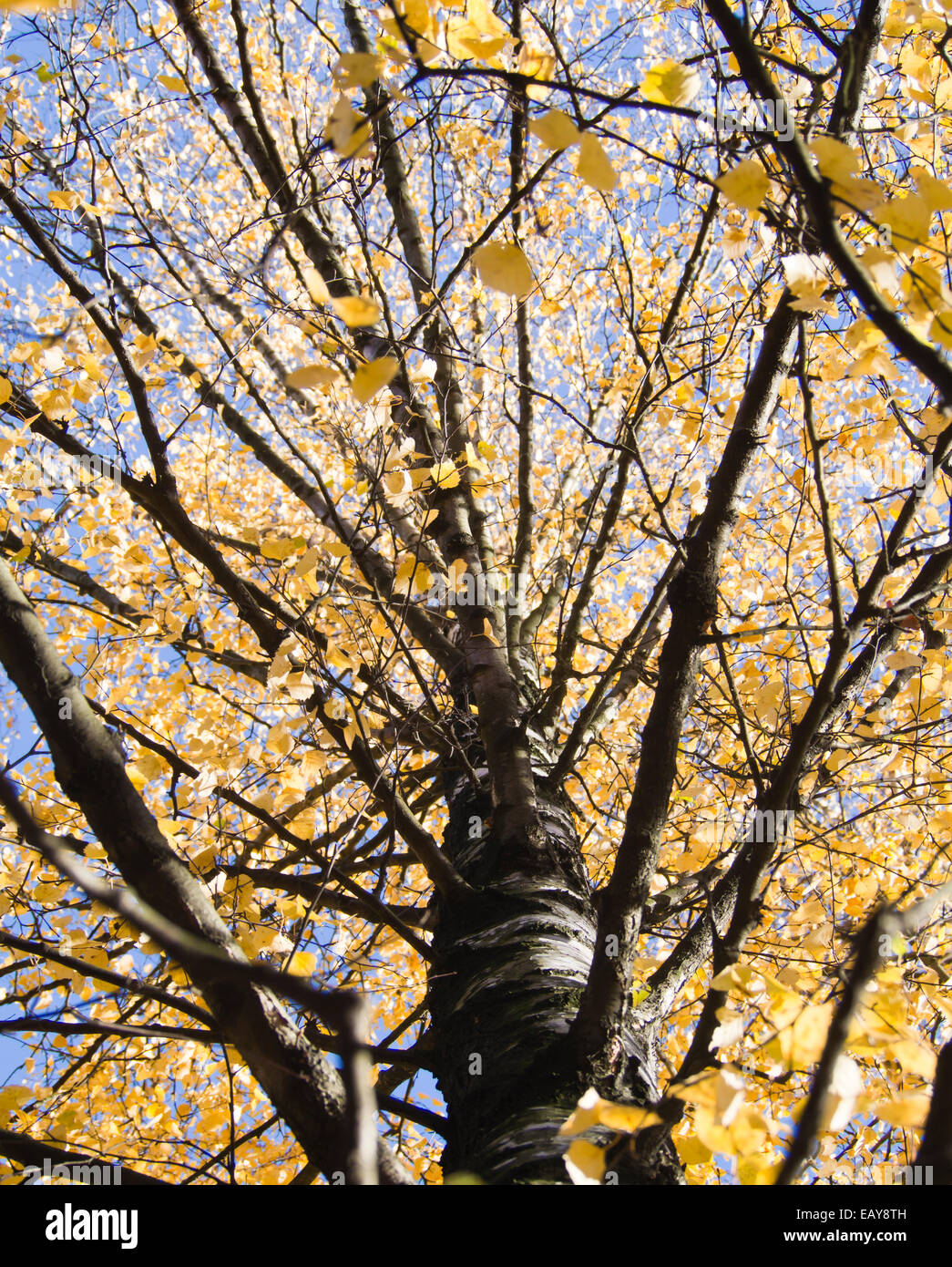 Yellow birch tree, leaves against a blue autumn sky, autumnal scenery ...
