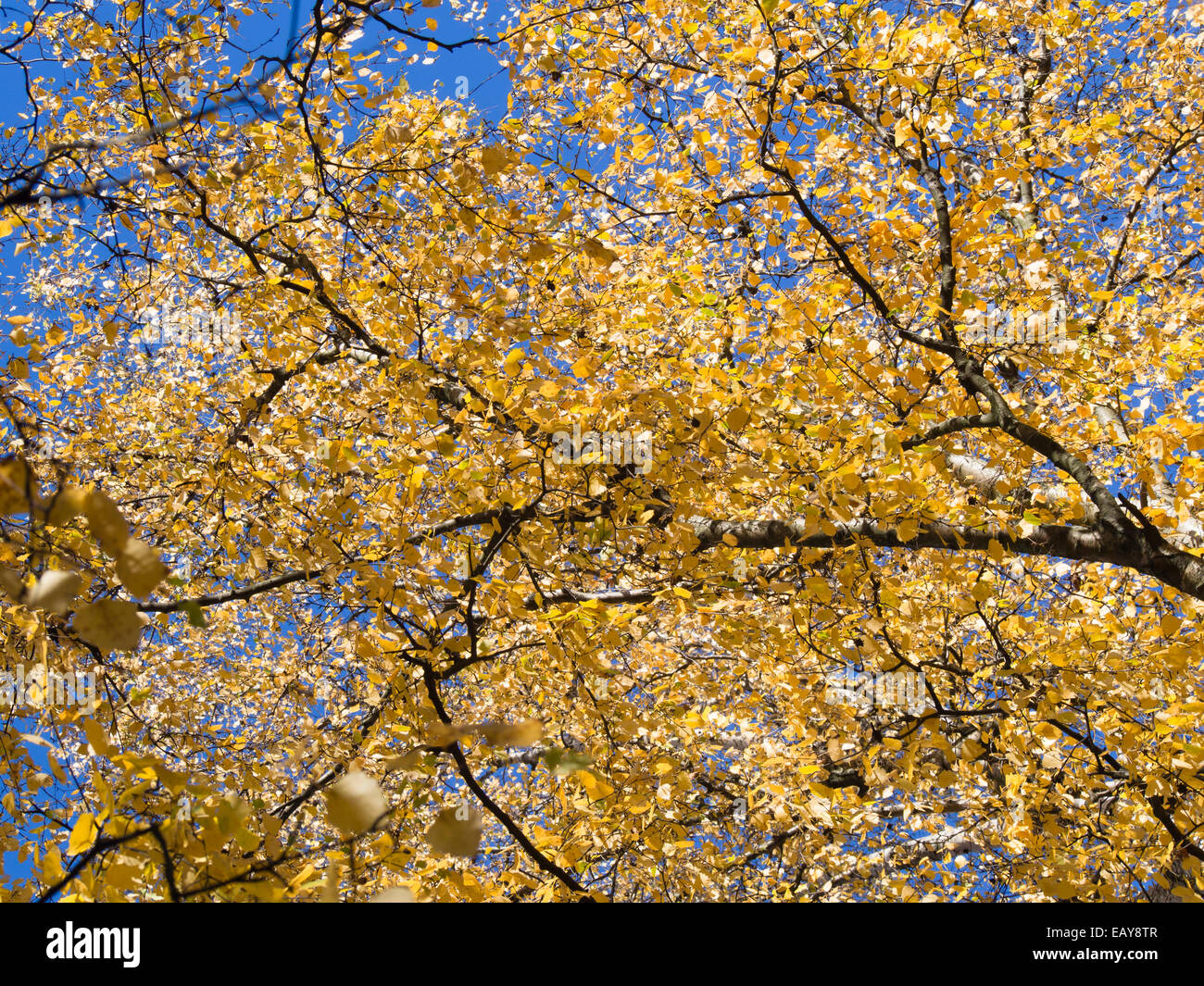 Yellow birch tree hi-res stock photography and images - Alamy