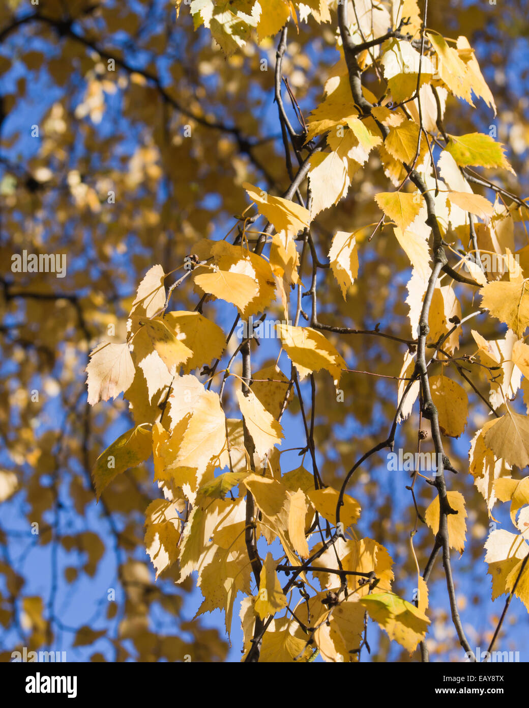 Autumn birch tree close up hi-res stock photography and images - Alamy