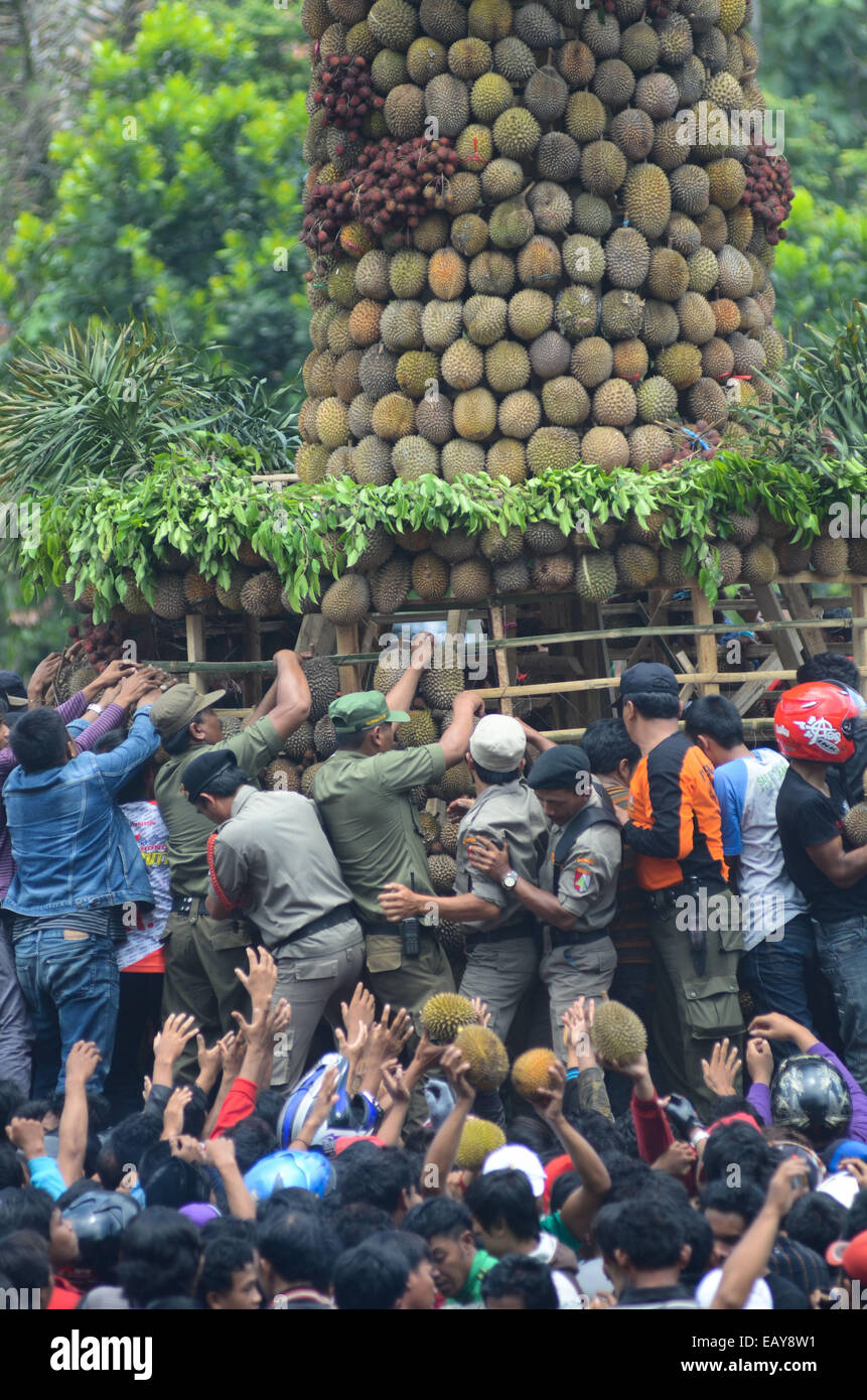 Jombang, Indonesia - 3/8/2014. Thousands of people scrambling durian at ...