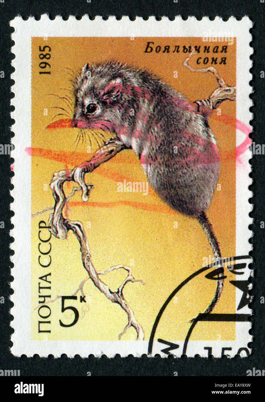 Desert dormouse hi-res stock photography and images - Alamy