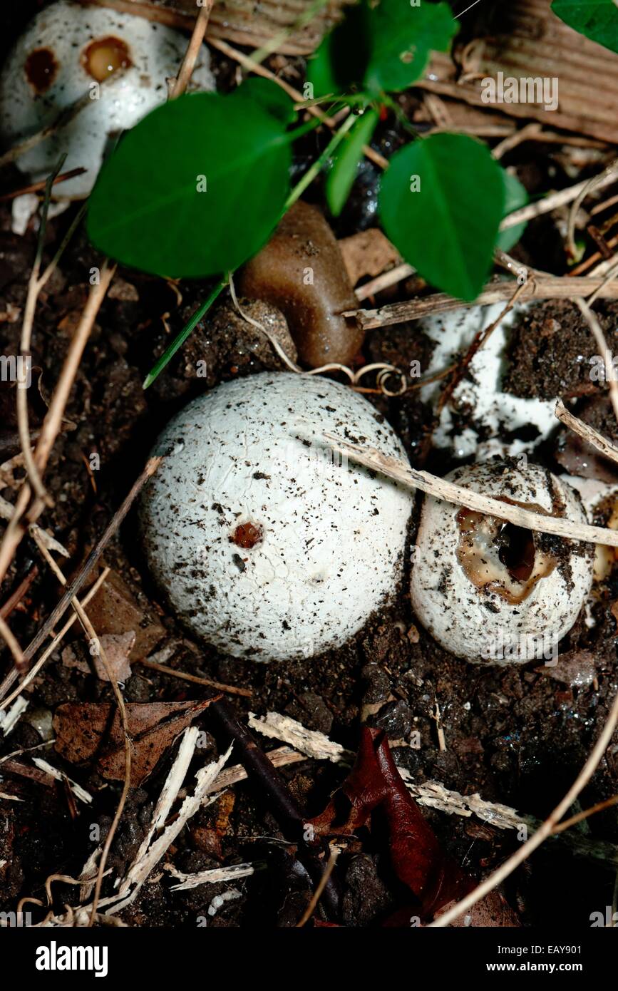 Mushroom head hi-res stock photography and images - Alamy