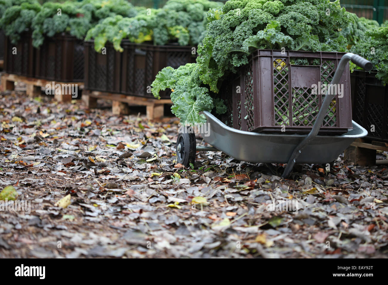 Wheelbarrow Vegetable Garden Gardening High Resolution Stock ...