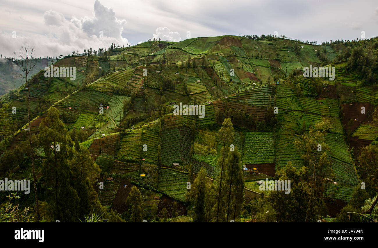 Scenic plantations hi-res stock photography and images - Alamy