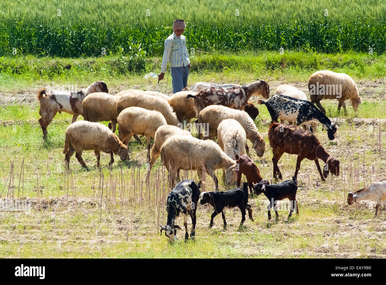 India Sheep Farm High Resolution Stock Photography and Images - Alamy