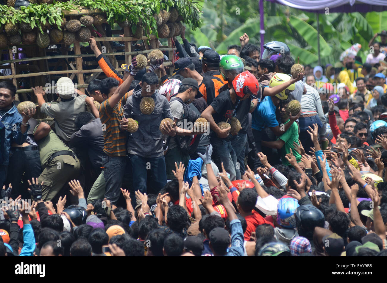 Jombang, Indonesia - 3/8/2014. Thousands of people scrambling durian at ...