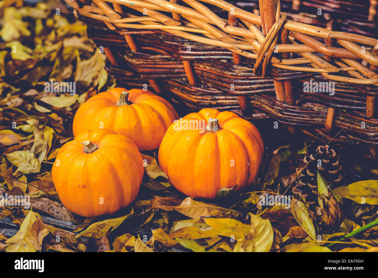 Three little pumpkins, brown autumn leaves and an old basket Stock ...