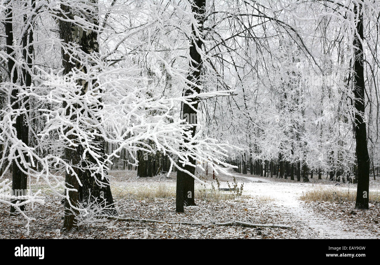 Branches of forest hi-res stock photography and images - Alamy