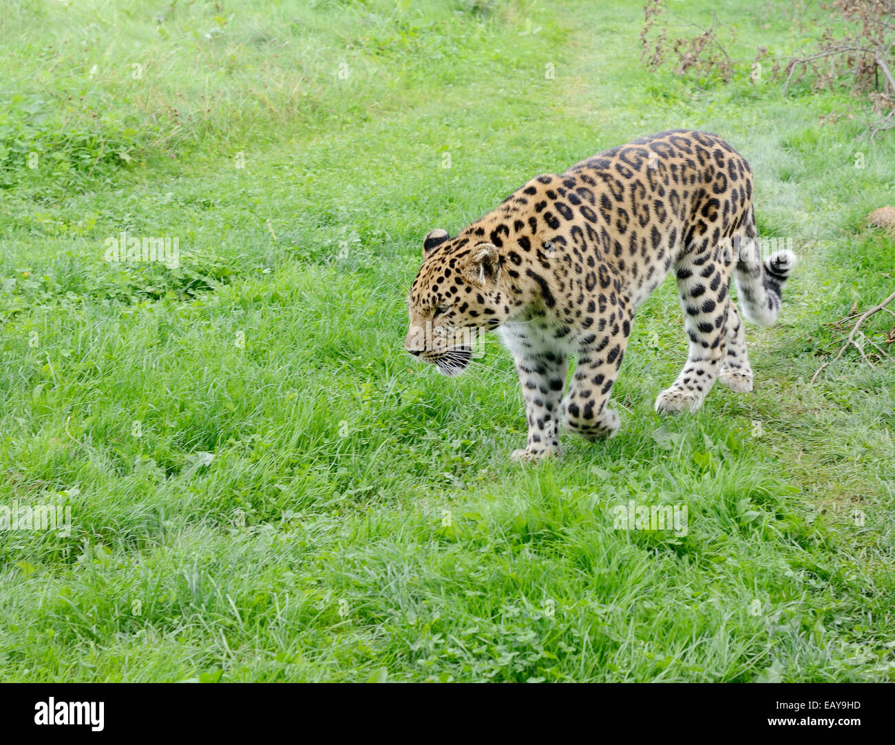 Powerful cat hi-res stock photography and images - Alamy