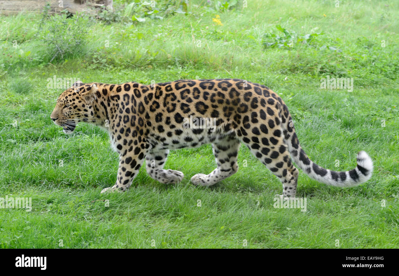 Leopard full length profile view in grass Stock Photo - Alamy