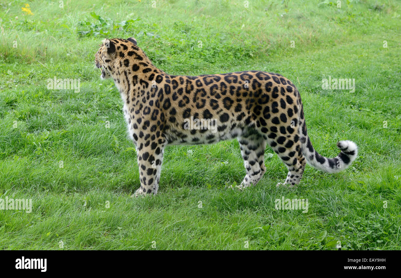 Leopard looking away full length showing spots on fur Stock Photo - Alamy