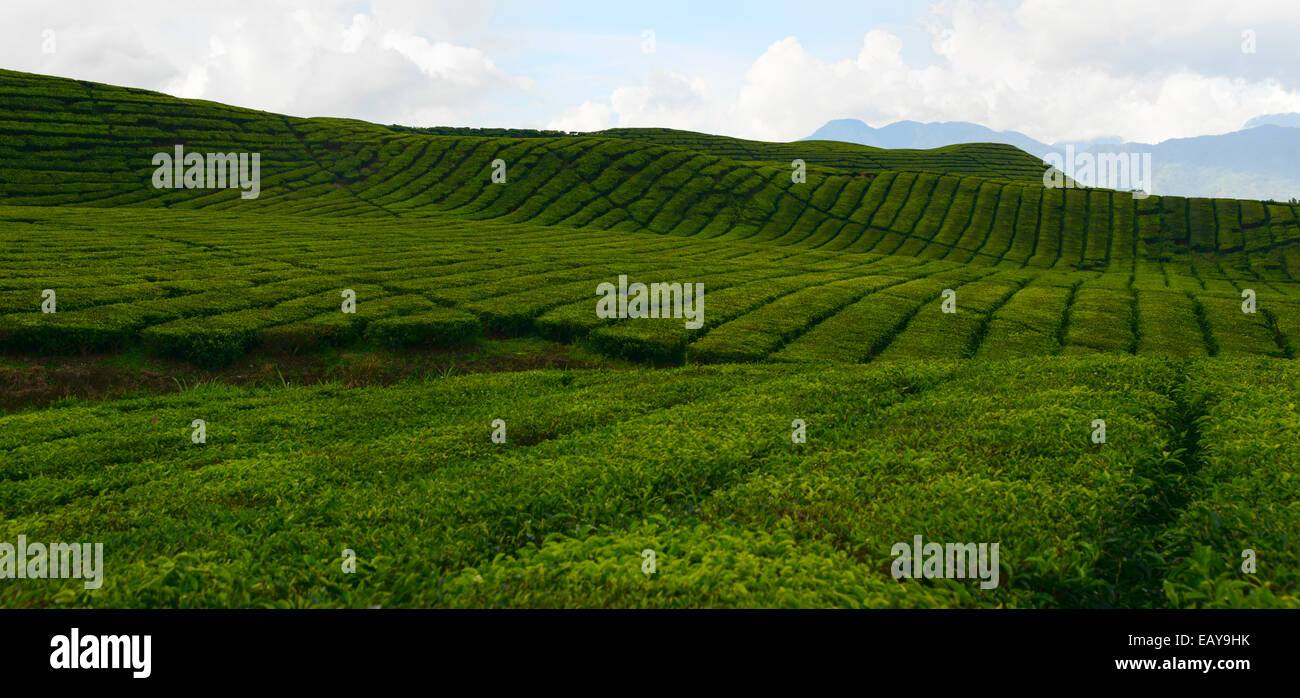 Tea plantations of Sumatra, Indonesia Stock Photo - Alamy