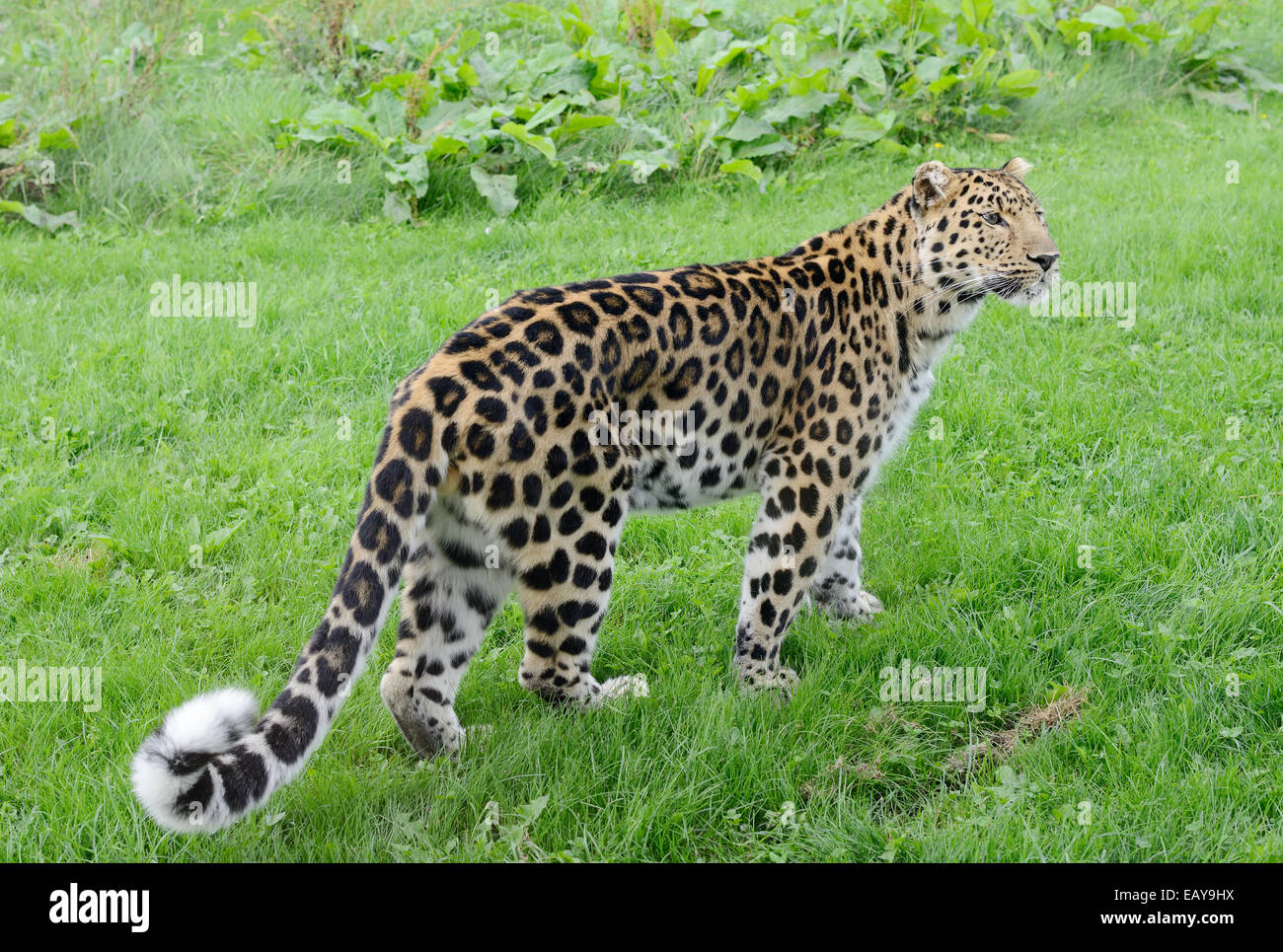 Full length leopard looking alert with spots on fur Stock Photo - Alamy