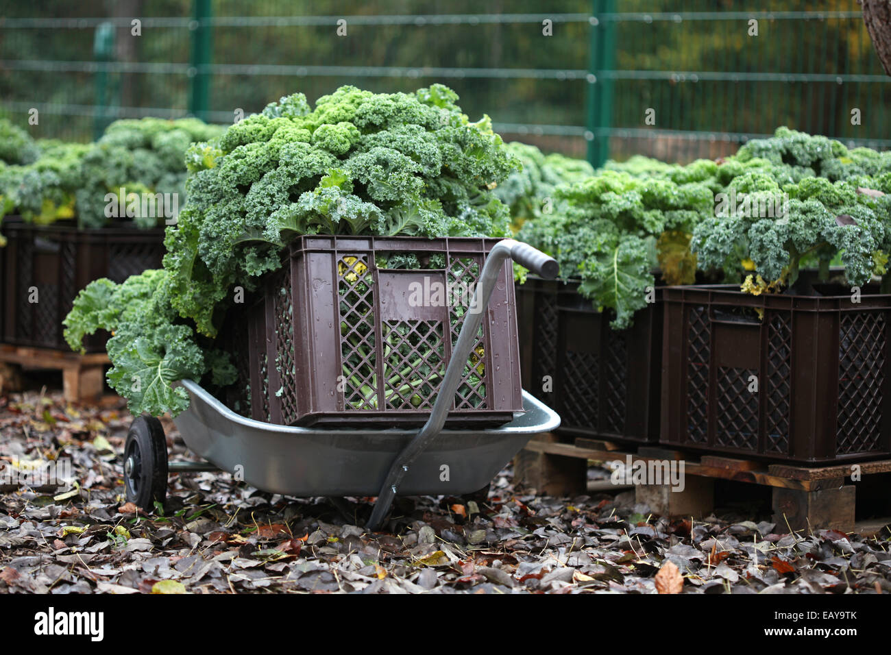 Wheelbarrow Vegetable Garden Gardening High Resolution Stock ...