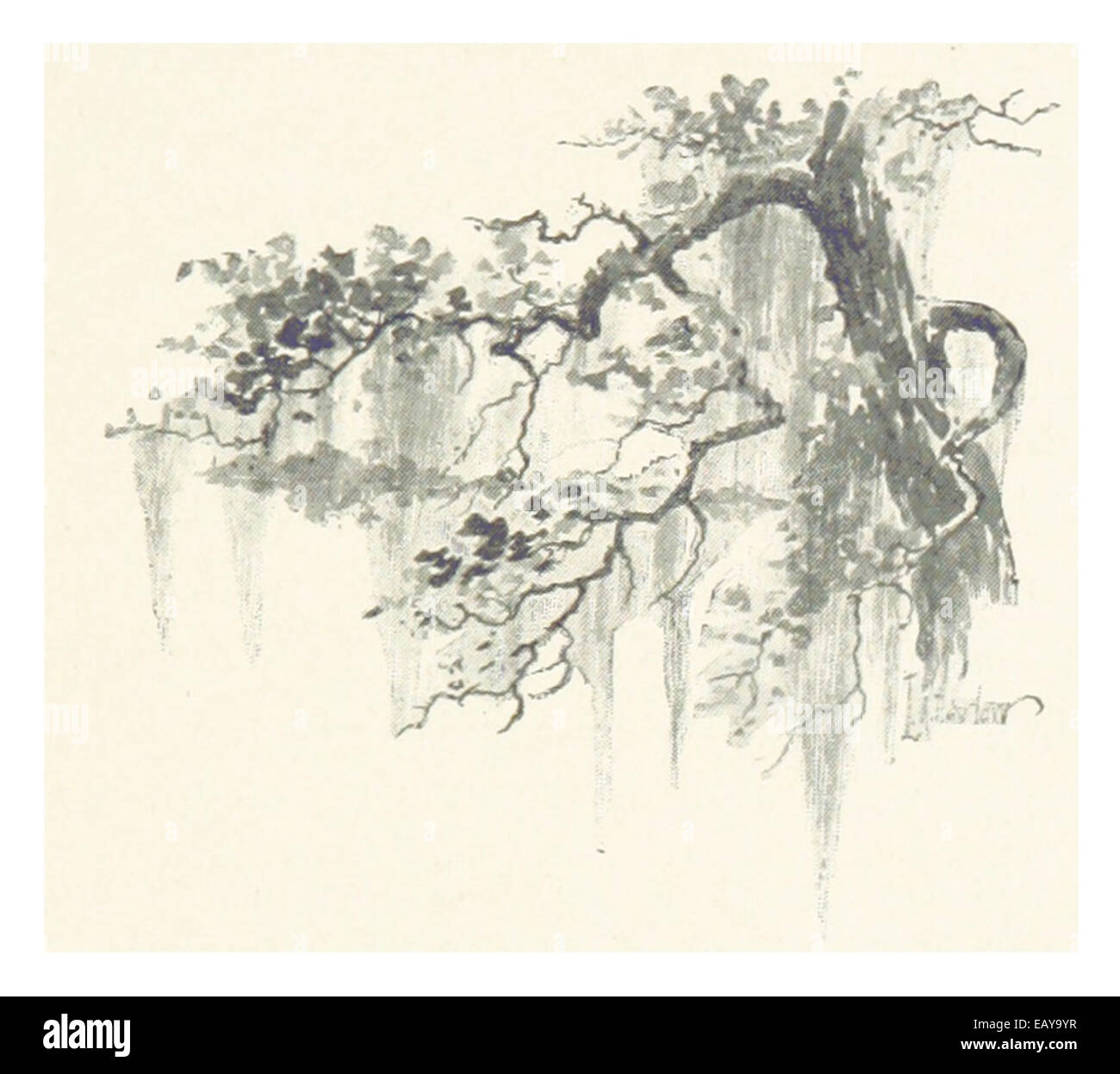 An illustration of a live-oak branch from Florida, dated 1889, showing ...