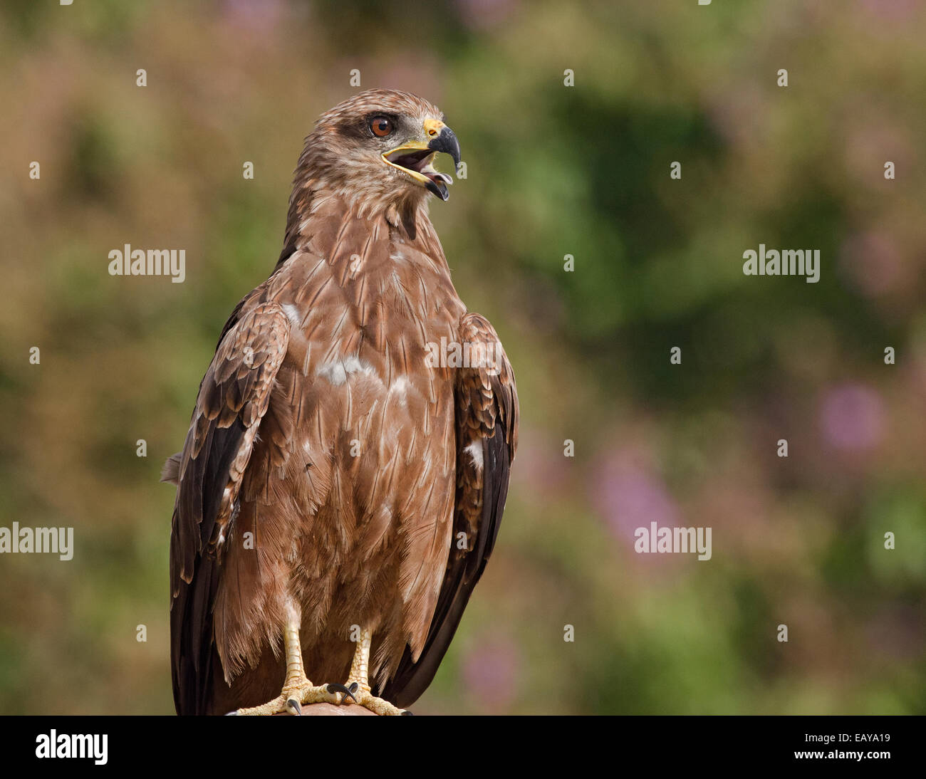 Indian Kite Bird