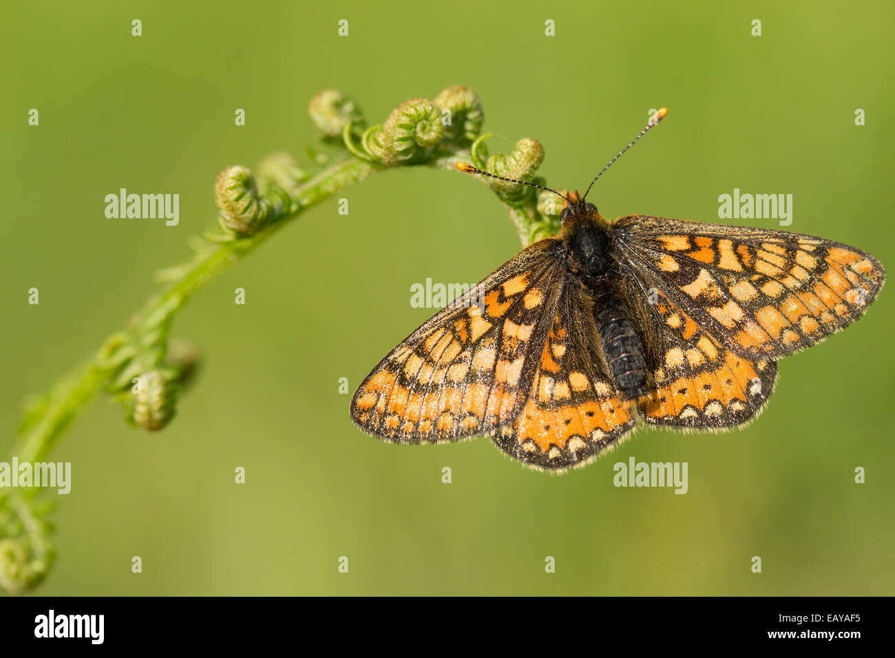 Marsh Fritillary Butterfly Stock Photo - Alamy
