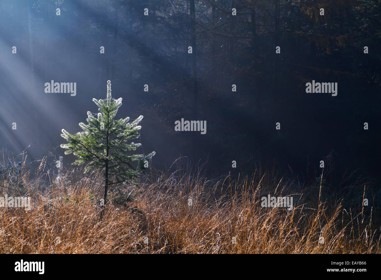 morning sunbeams in misty forest over little spruce tree Stock Photo ...
