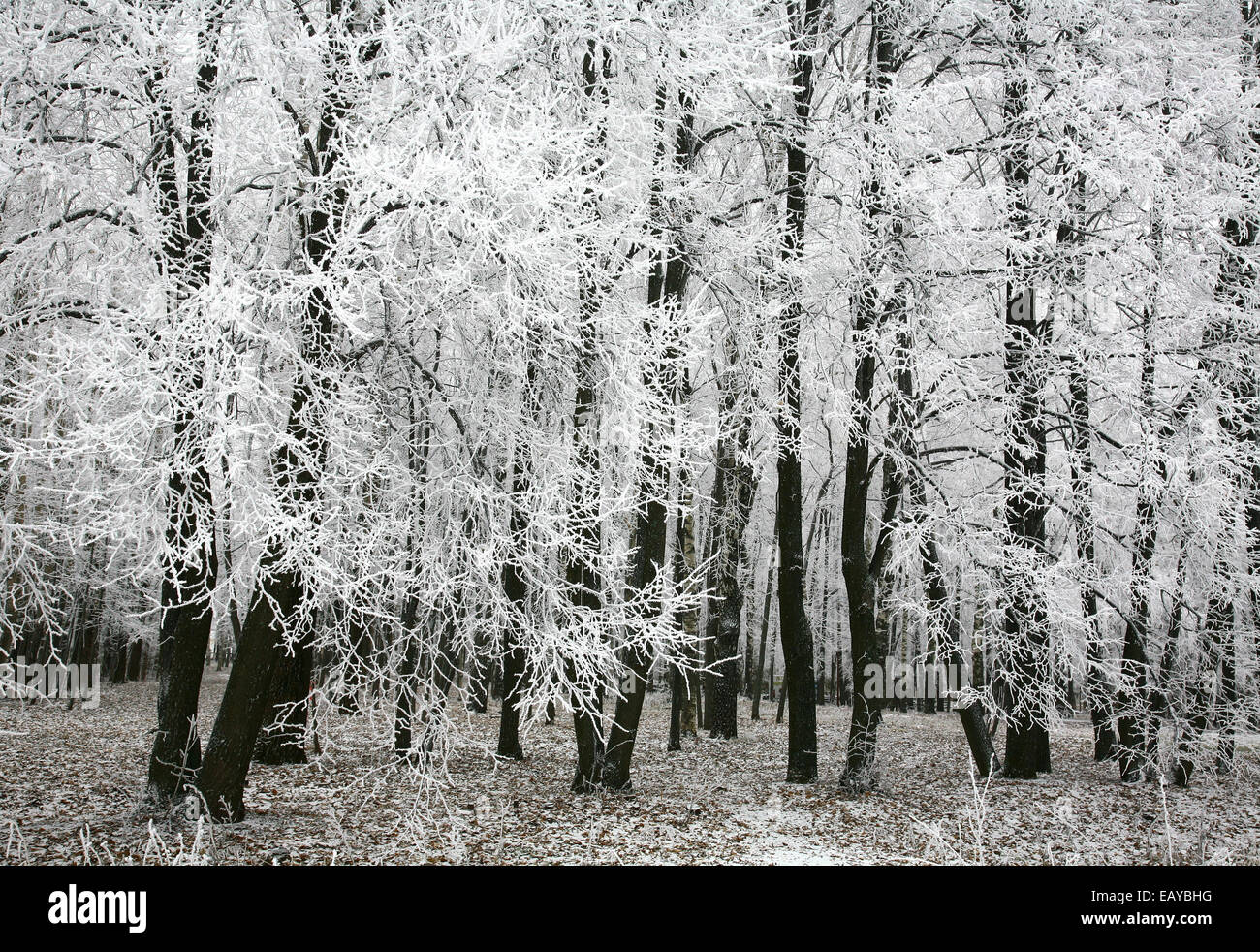 Snow autumn forest Stock Photo - Alamy
