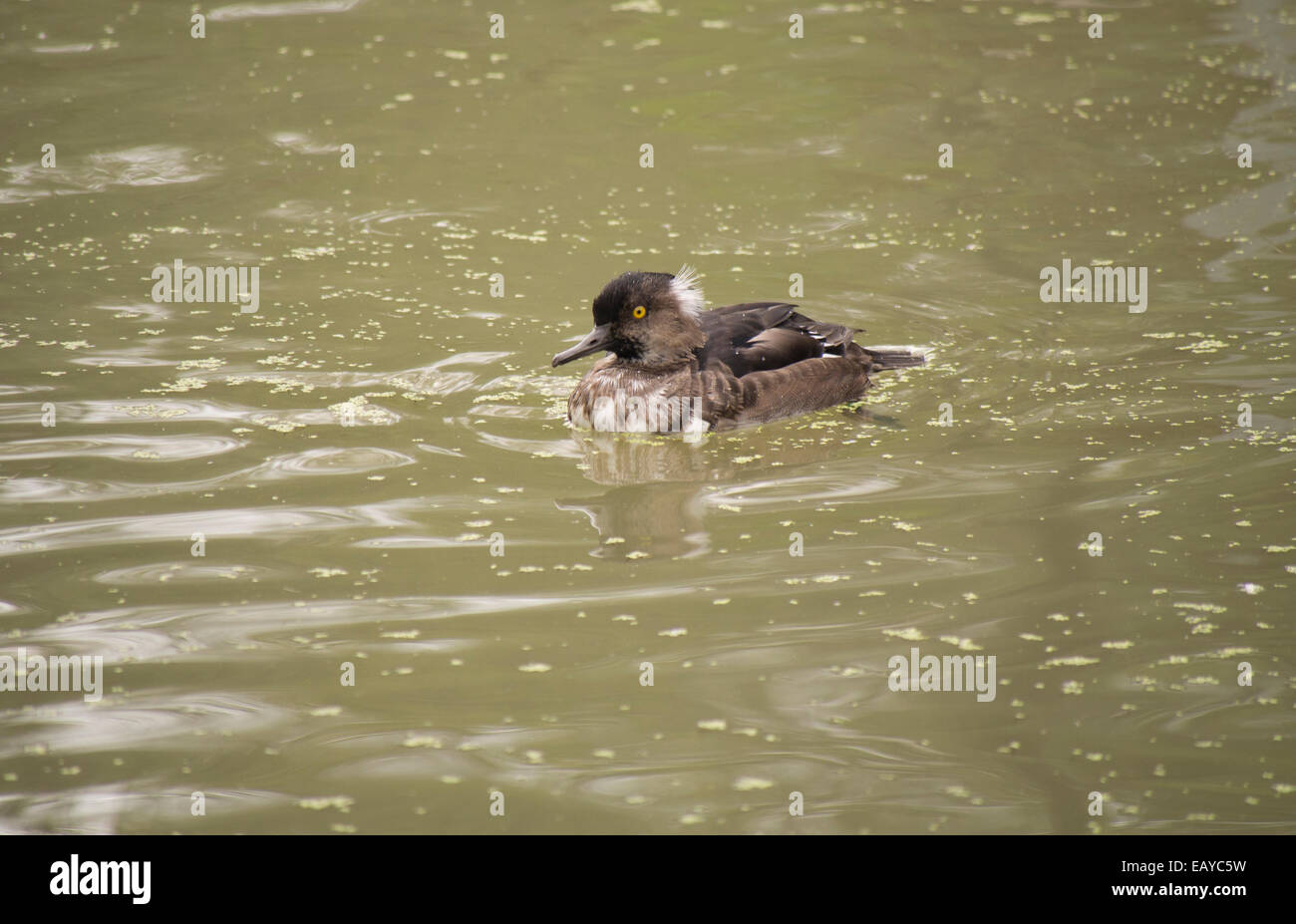duck, water, nature, wildlife Stock Photo - Alamy