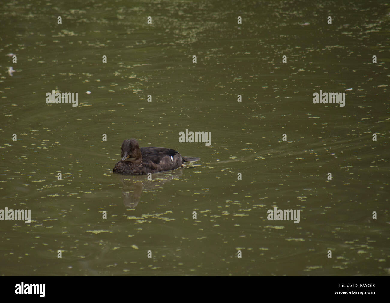 duck, water, nature, wildlife Stock Photo - Alamy