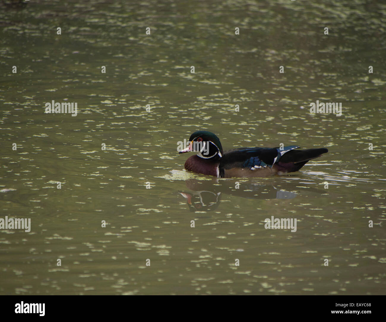 duck, water, nature, wildlife Stock Photo - Alamy