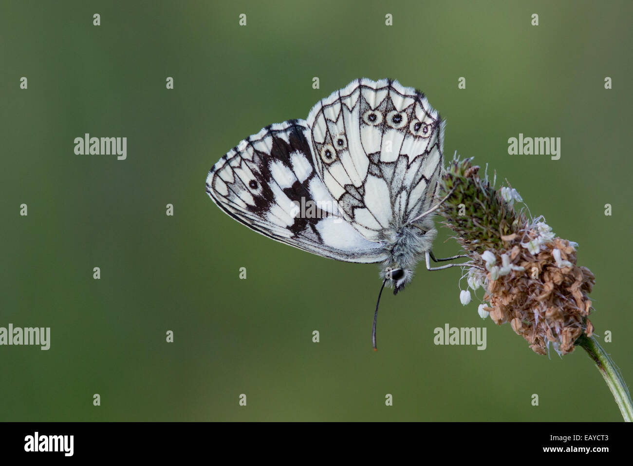 Marbled White Butterfly Stock Photo - Alamy