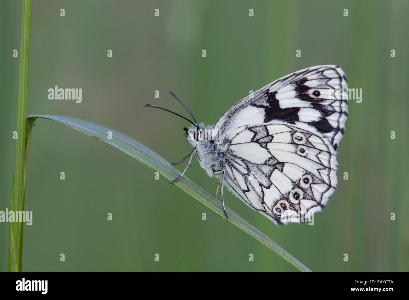 Marbled White Butterfly Stock Photo - Alamy
